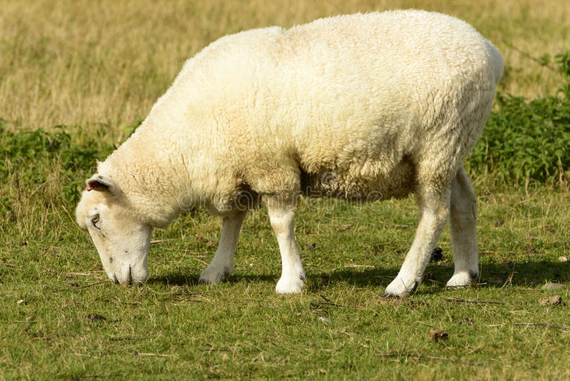 Romney Marsh sheep 11 stock photo. Image of beast, grazing - 49388118