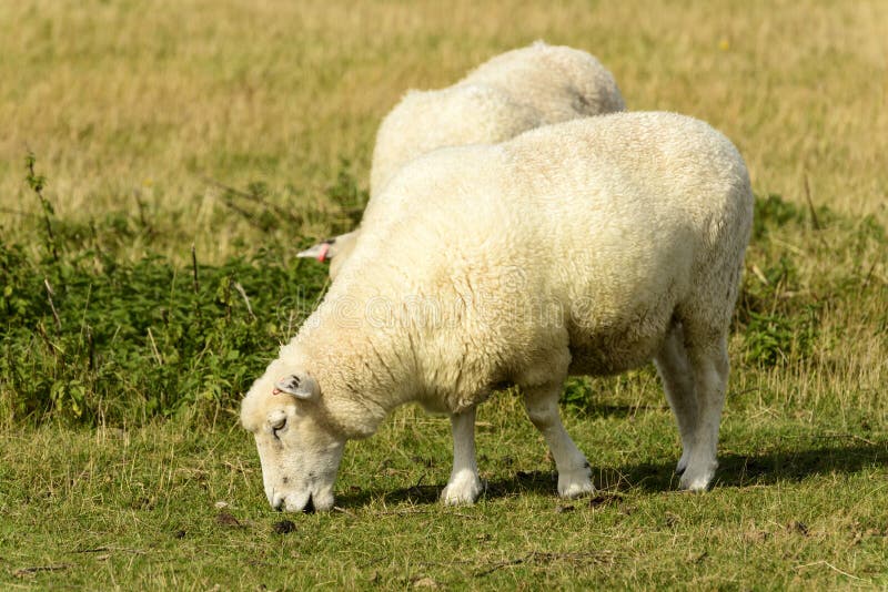 Romney Marsh sheep 05 stock image. Image of pasture, kent - 49388869