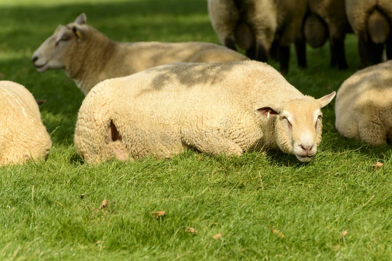Romney Marsh sheep 03 stock photo. Image of britain, beast - 49388064