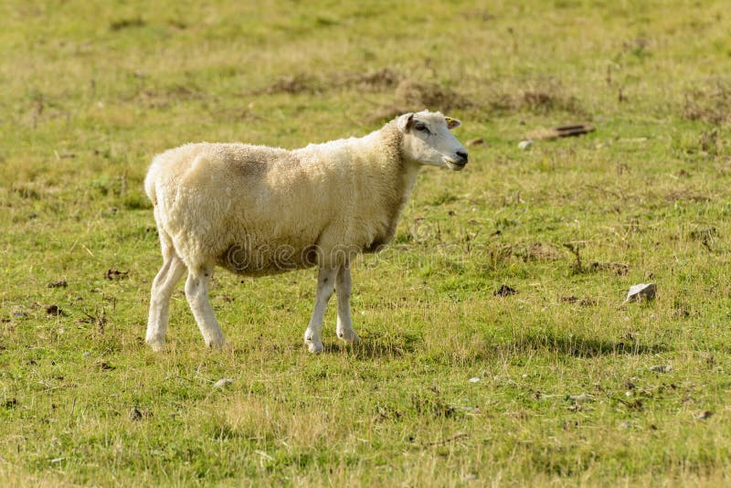 Romney Marsh sheep 05 stock image. Image of pasture, kent - 49388869