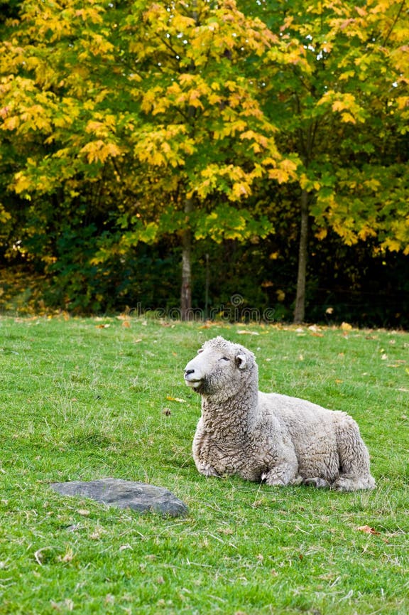 Romney Sheep stock image. Image of outdoor, rest, farm - 7236913