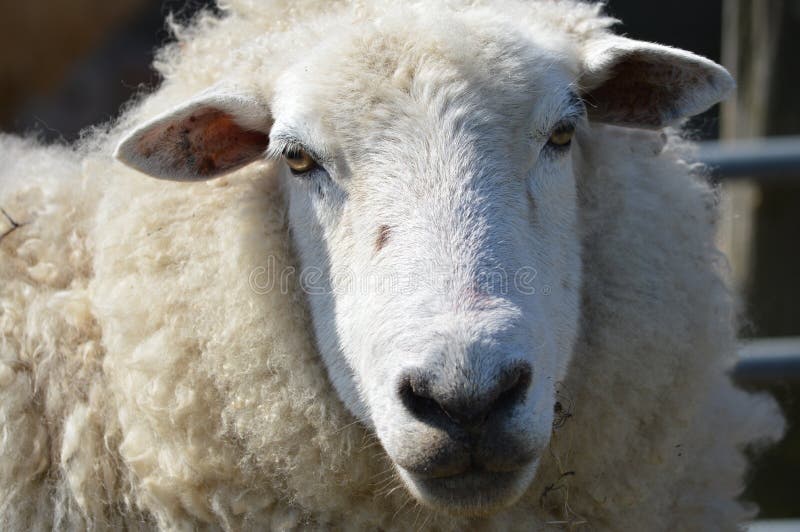 Romney Sheep Face stock photo. Image of field, meat, graze - 30565986
