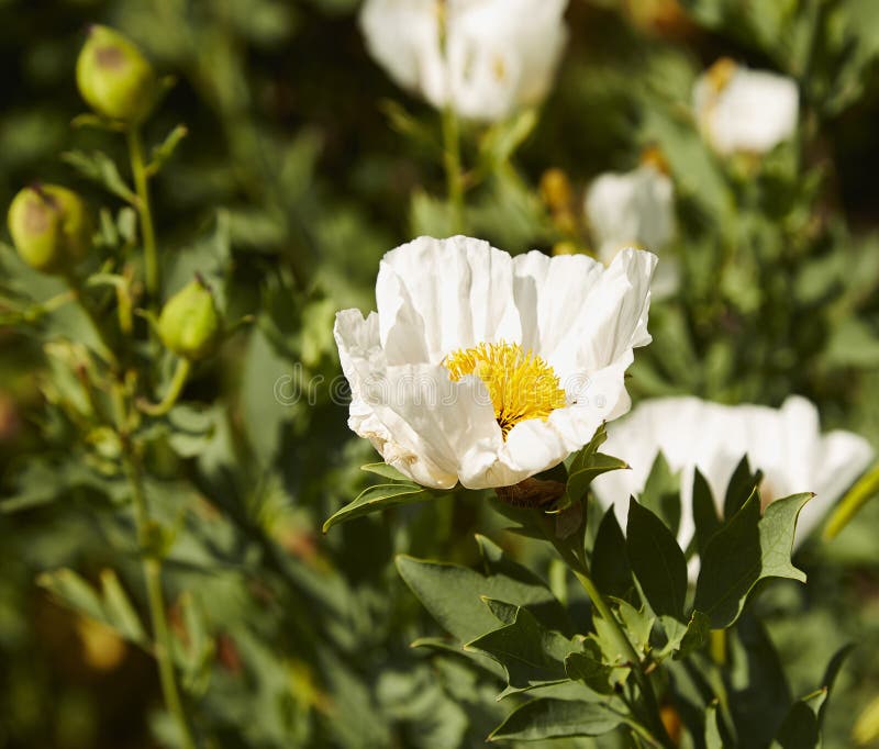 Romneya stock image. Image of summer, tree, petals, detail - 158645065