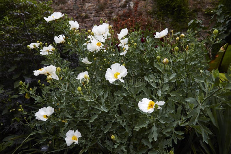 Romneya stock image. Image of summer, coultiery, yellow - 96557281