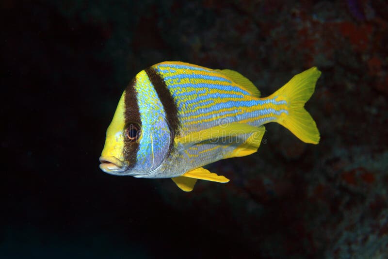 Pescados del ronco foto de archivo. Imagen de fondo, florida - 35103274