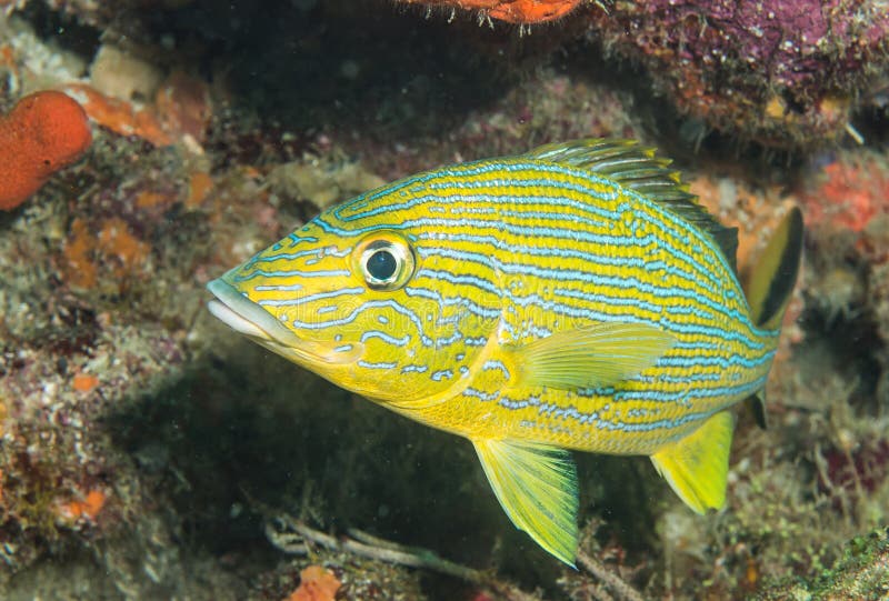 Ronco Rayado Azul En Un Filón Foto de archivo - Imagen de escoria ...