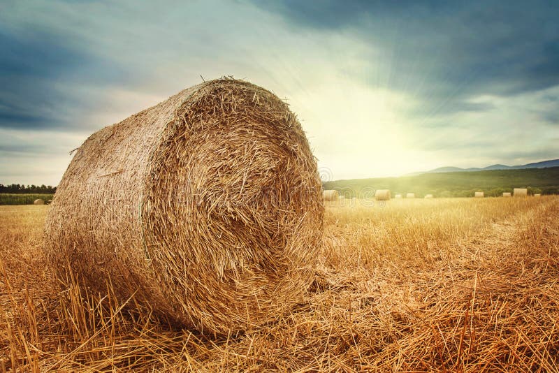 Ronde balen van stro stock afbeelding. Image of industrie - 32725189