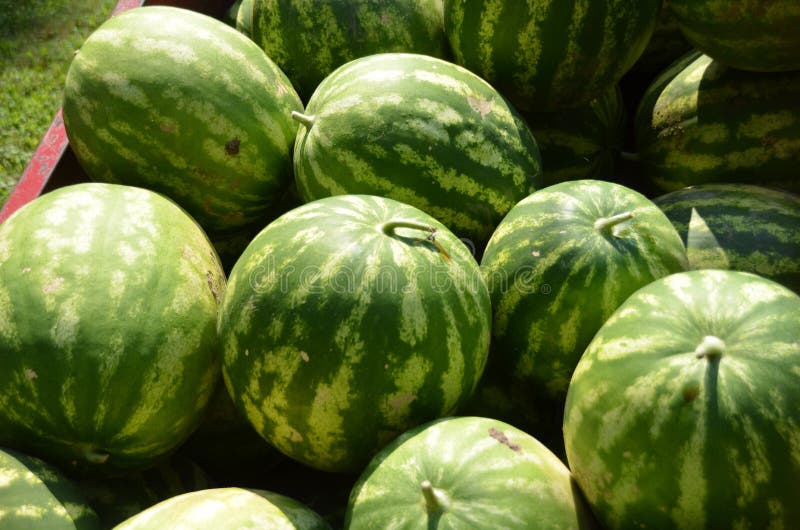 Watermeloenen stock foto. Image of sappig, watermeloen - 153834514