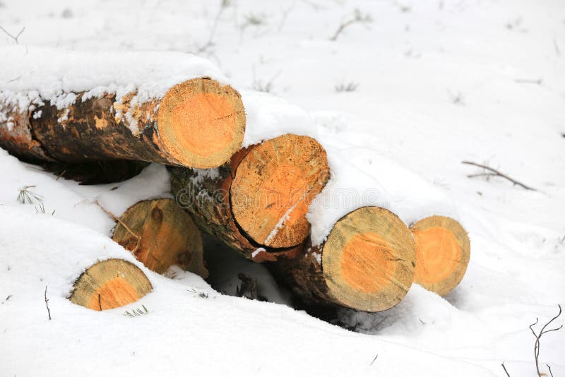 Rondin En Bois Sous La Neige Photo stock - Image du neige, sylviculture ...