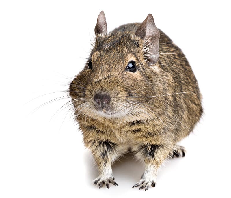 Rongeur De Degu Dans Le Profil Photo stock - Image du domestique ...