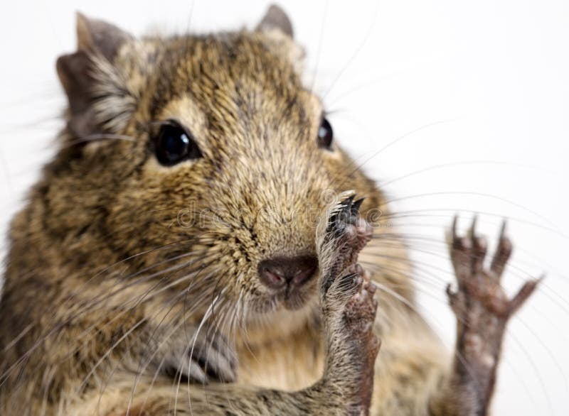 Rongeur De Degu Dans Le Profil Photo stock - Image du domestique ...