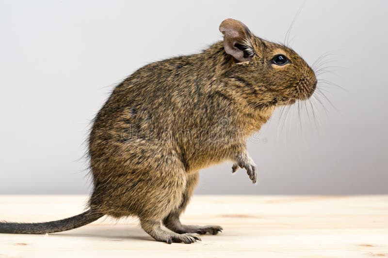 Rongeur De Degu Dans Le Profil Photo stock - Image du domestique ...