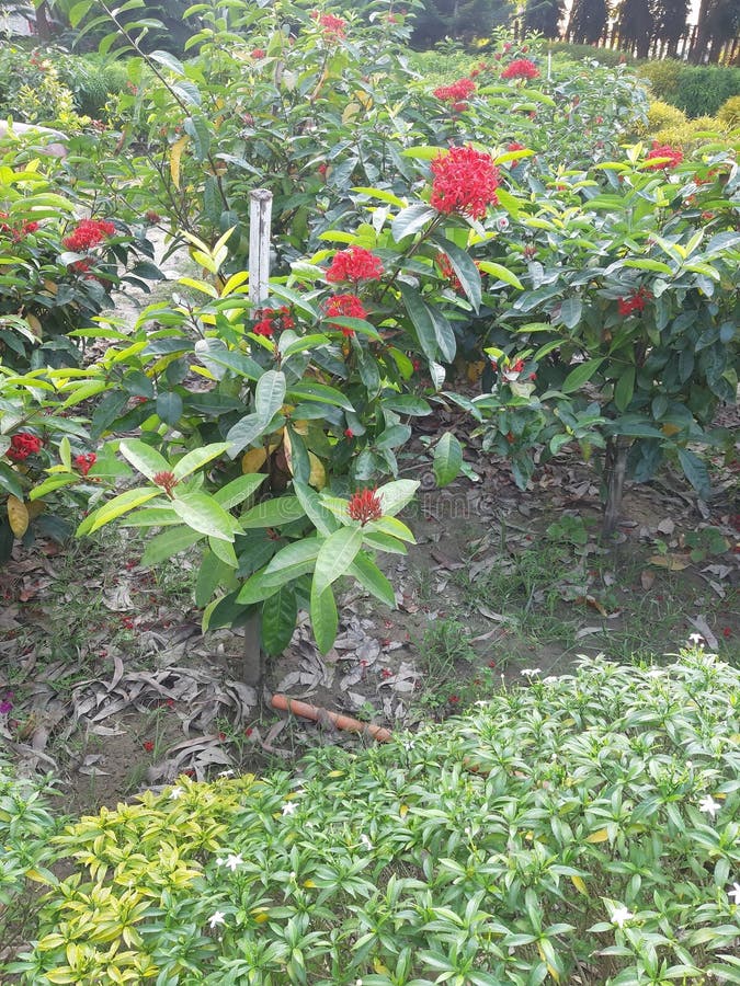 Roangon Flower Stock Photos - Free & Royalty-Free Stock Photos from ...