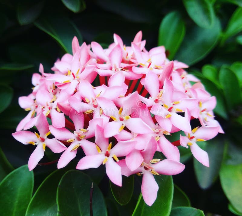 Rongon Flower or Ixora Coccinea of Bangladesh Stock Image - Image of ...