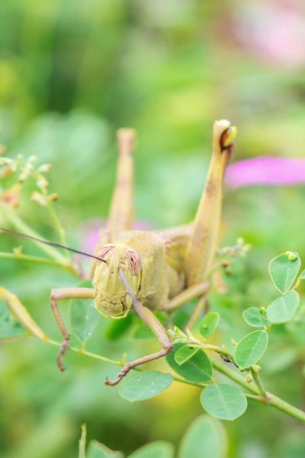 Ront View of Grasshopper stock photo. Image of outdoor - 116046238