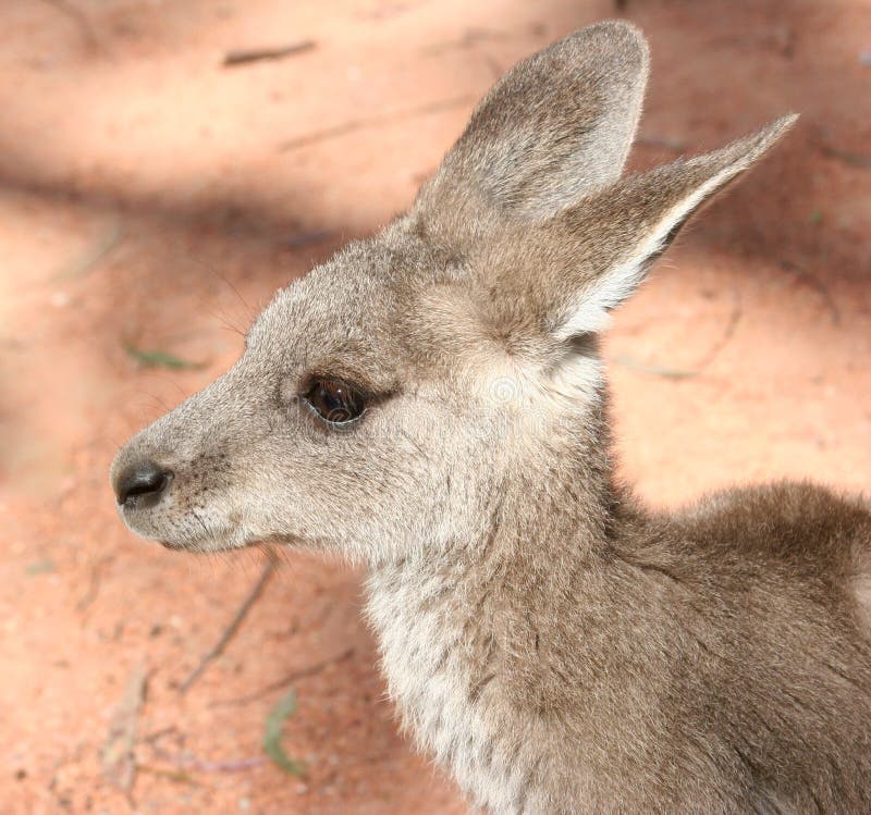 Roo stock photo. Image of rock, brown, baby, cute, head - 10980514