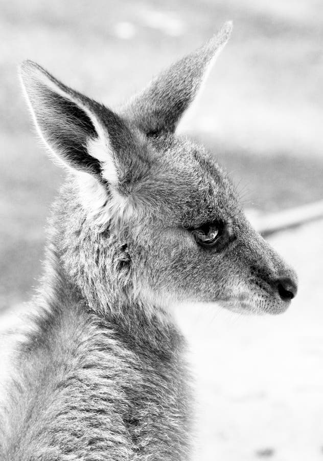 Roo stock photo. Image of mammal, grey, cute, south, australian - 10980522