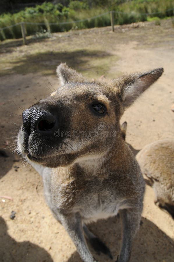 Roo stock photo. Image of australian, australia, wildlife - 17565514