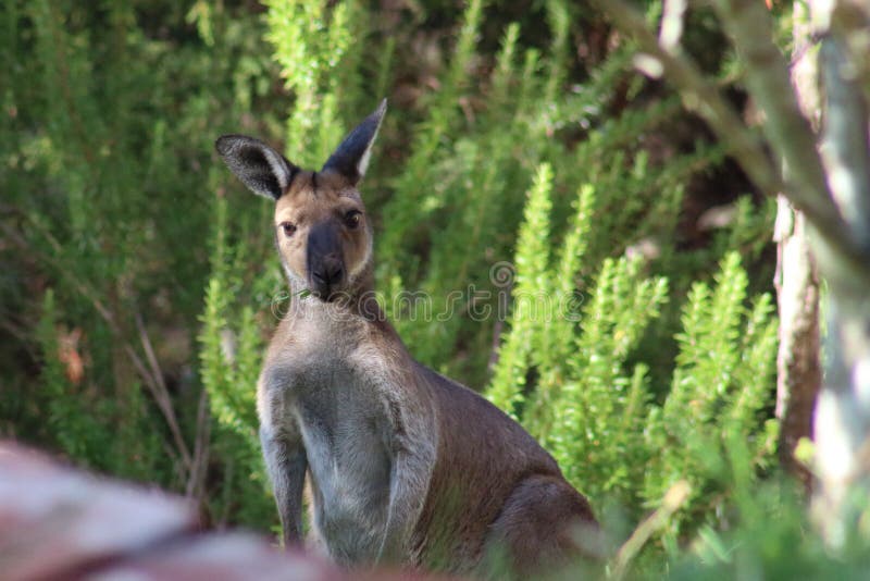 Roo in the back yard stock photo. Image of outback, back - 70274684