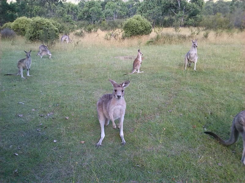 Roo stock image. Image of eastern, kangaroo, gray - 53456789