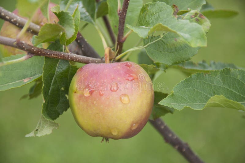 Rood Apple stock afbeelding. Image of mineralen, cider - 28562563