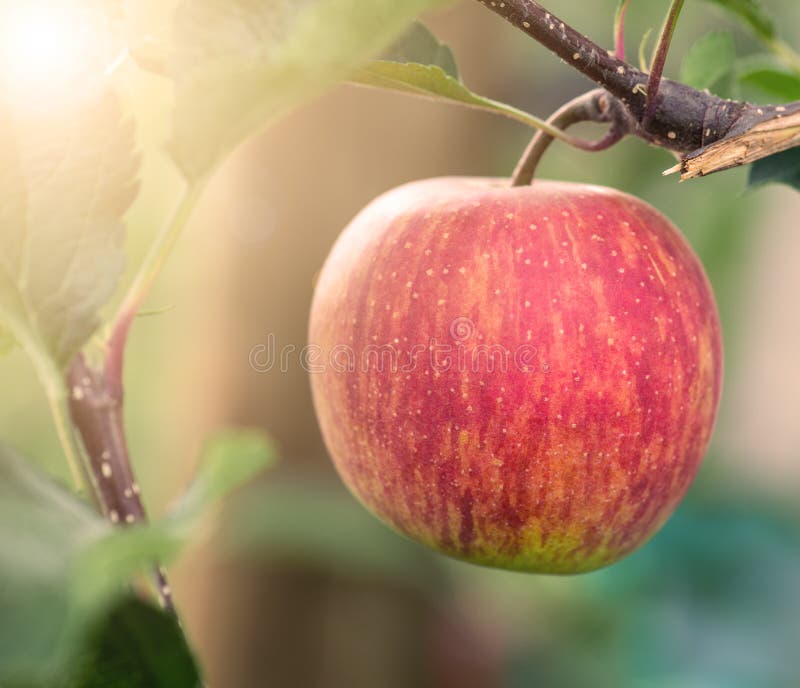 Rood Apple Op Boom in Apple-Boomgaard Stock Afbeelding - Image of ...