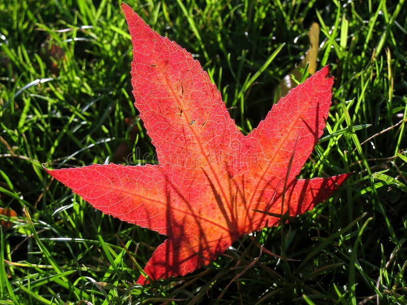 Rood blad stock foto. Image of gras, rood, najaar, installatie - 10381870