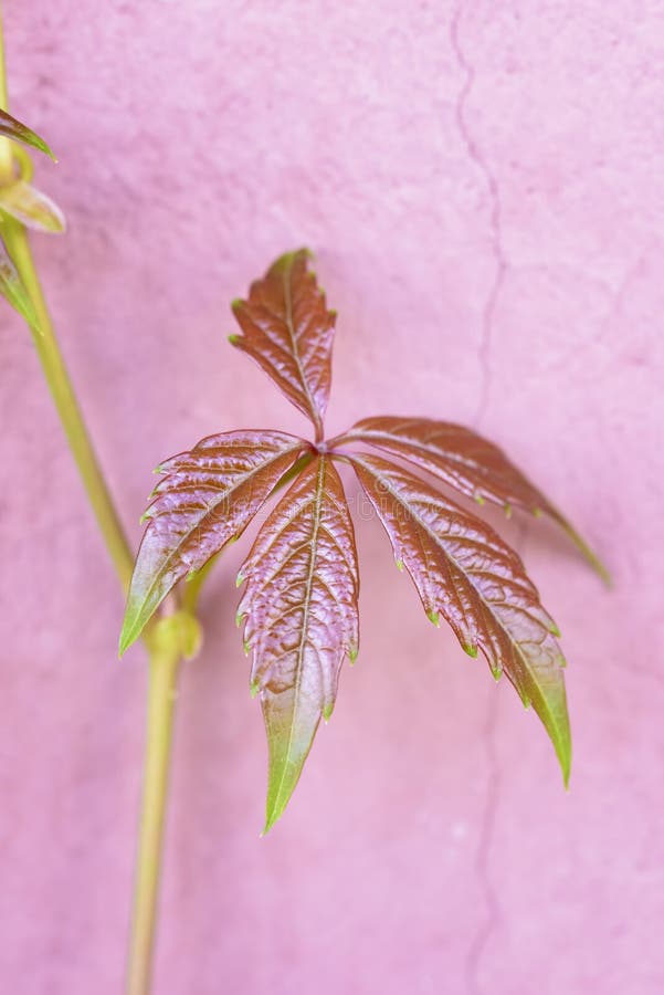 Rood blad stock afbeelding. Image of levendig, groen - 55993017