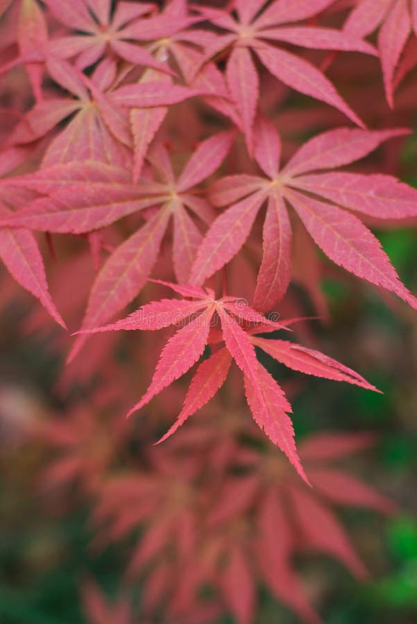 Rood blad in de herfst stock foto. Image of november, schoonheid - 5426474