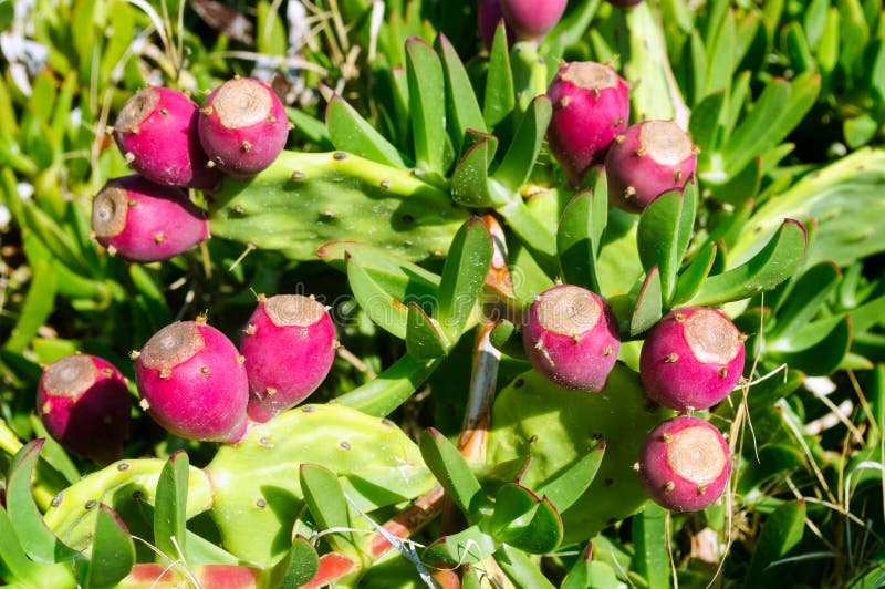 Eetbaar fruit van cactus stock afbeelding. Afbeelding bestaande uit ...