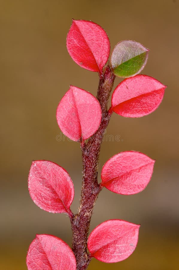 Rood en groen dalingsblad stock foto. Image of kleurrijk - 3070528