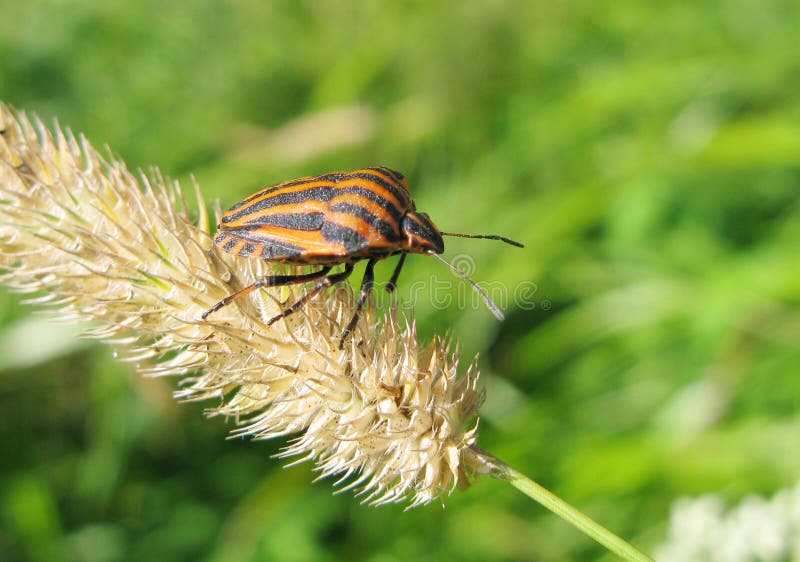 Rood en zwart insect stock foto. Image of achtergrond - 12279948