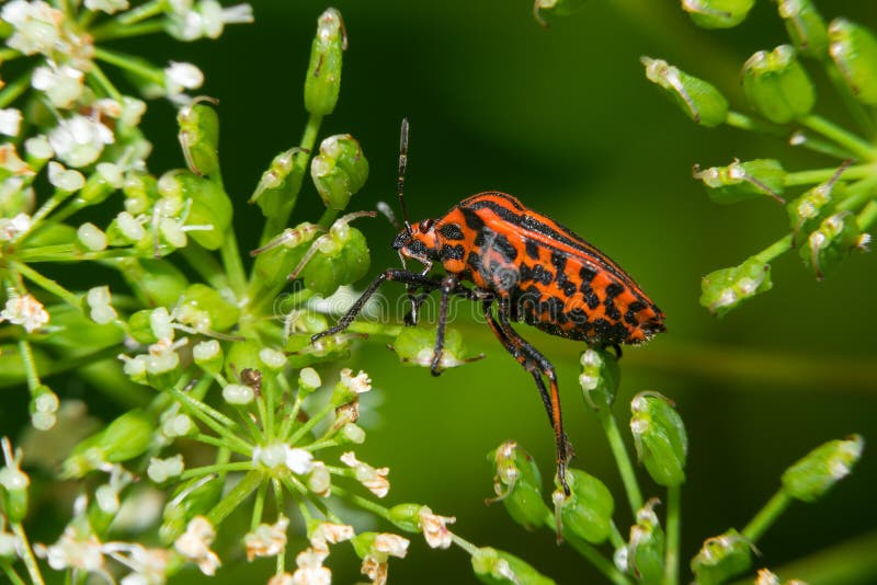 Rood en zwart insect stock foto. Image of nave, bloesem - 85045848
