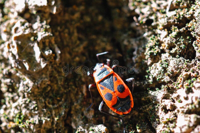 Het Insect van het schild stock afbeelding. Image of antenne - 27274715