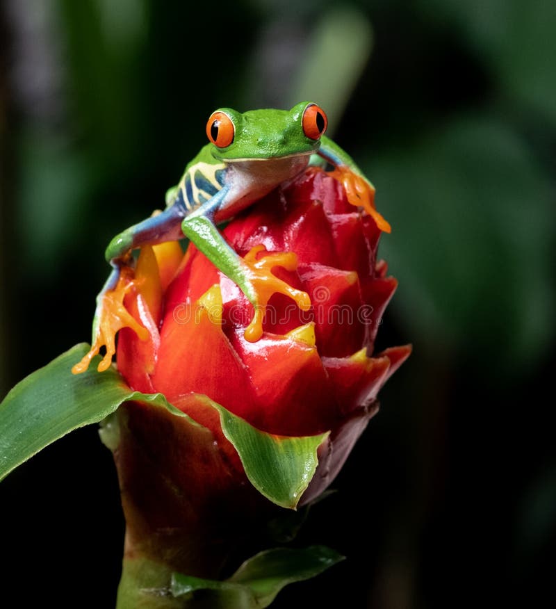 Kikker in Costa Rica stock afbeelding. Image of everglades - 142264187