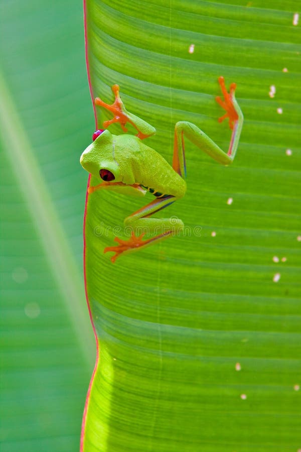 De Tropische Kikker Van Het Blad Stock Foto - Image of regen, wolk: 4948986