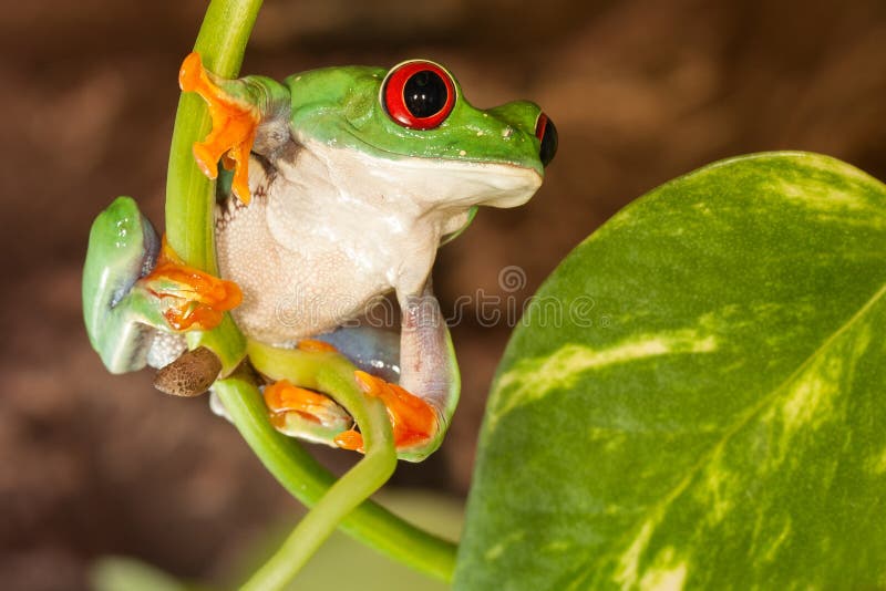Rode Kikker Op Een Blad in Costa Rica Stock Foto - Image of bang, dier ...