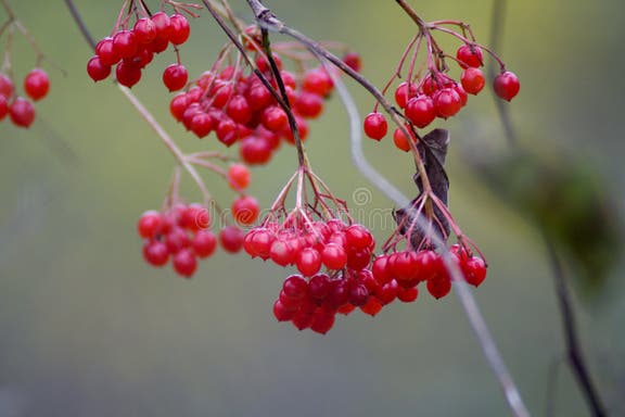 Rode vrucht stock foto. Image of groot, najaar, kruiden - 7112746