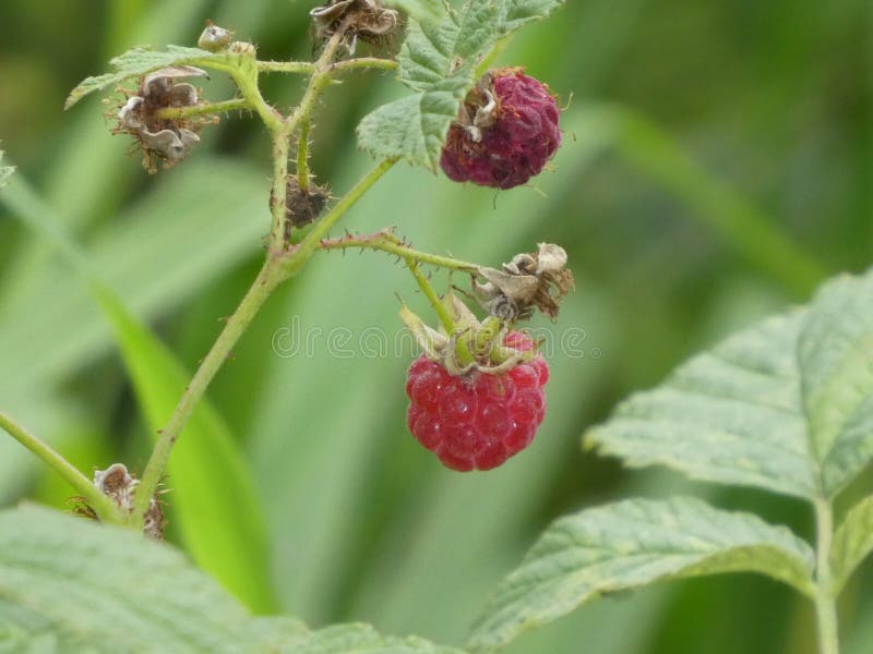 Frambozenrood Op De Struik in Het Bos Stock Foto - Image of voedsel ...