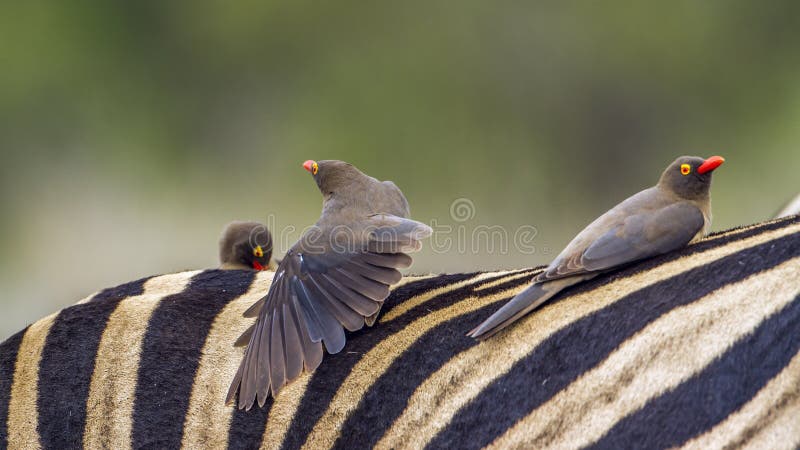 Rood-gefactureerde Buffel-Wever in Het Nationale Park Van Kruger Stock ...