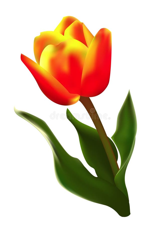 Rood-gele tulp vector illustratie. Illustration of knop - 18270978