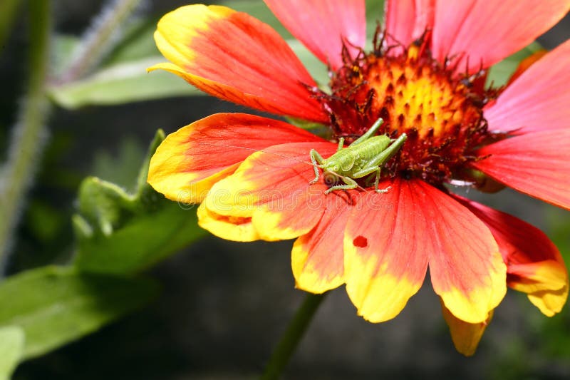 Rood Helenium-bloemclose-up Met Een Sprinkhanenzitting Op Het Stock ...