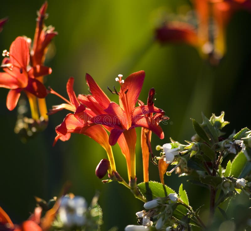 Rood Hoofd AchterLit Van De Bloem Stock Foto - Image of versheid, tuin ...