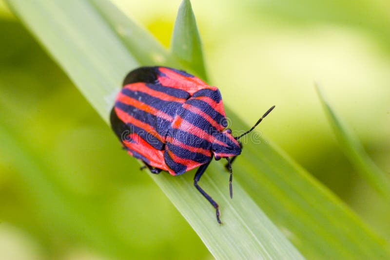 Rood insect stock foto. Image of lente, kleurrijk, rood - 2530148