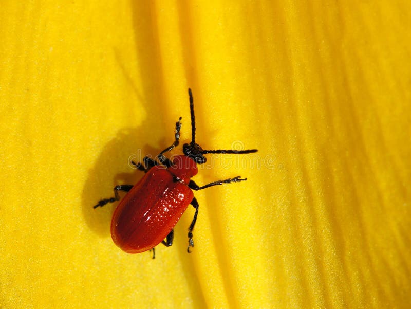 Rode kever, insect stock afbeelding. Image of kleurrijk - 27453709