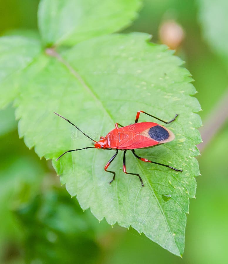 Rood insect stock afbeelding. Image of biologie, zwart - 29037877