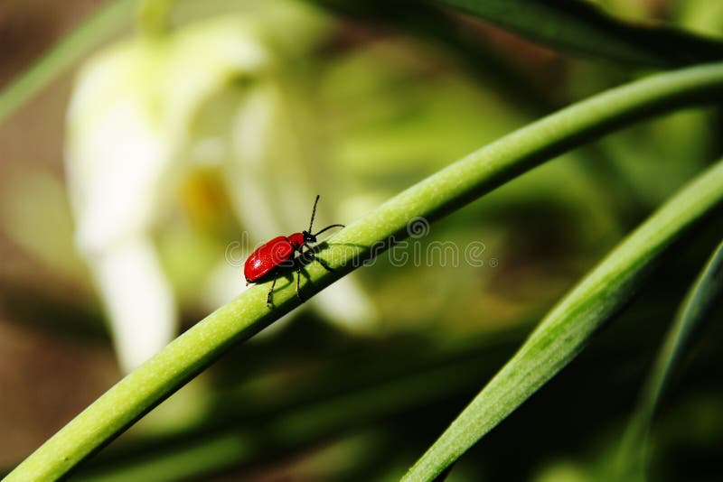 Rood insect stock afbeelding. Image of formeel, spontaan - 36013461