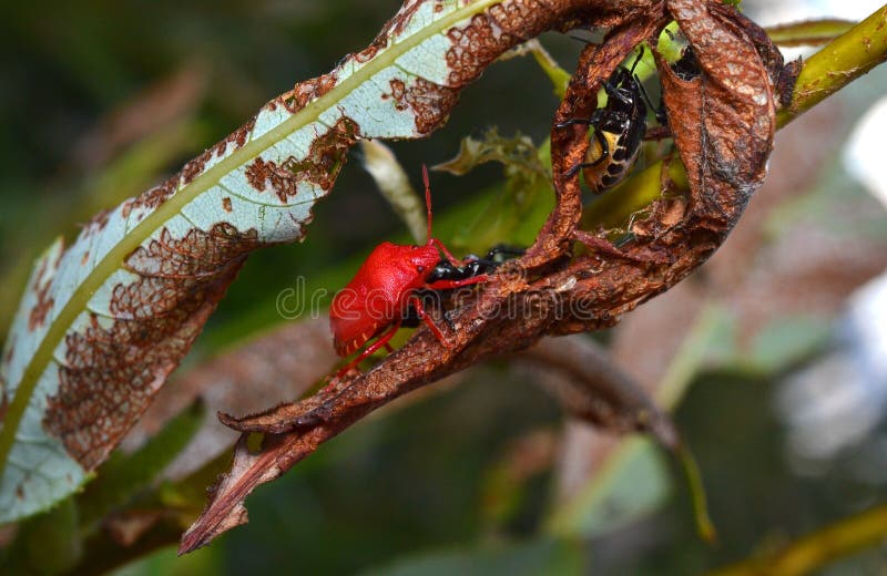 Rood insect stock foto. Image of nave, organisme, eten - 39952010