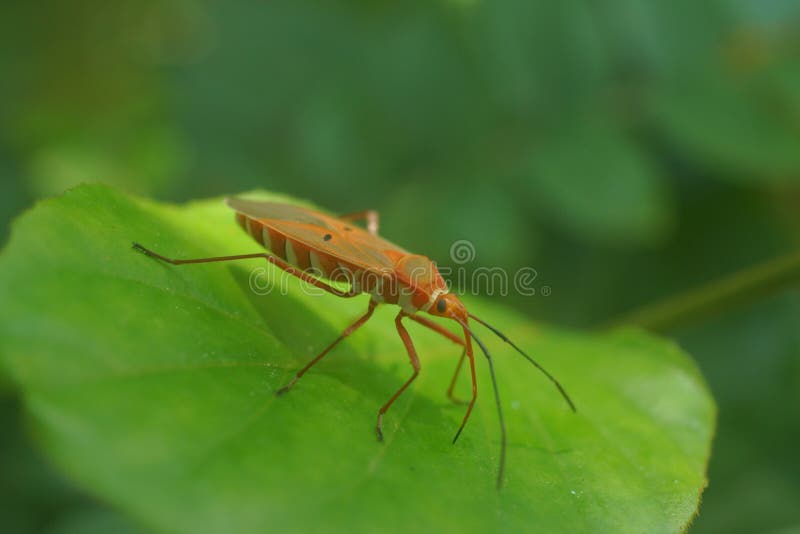 Rood insect stock afbeelding. Image of insect, geleedpotige - 56529017