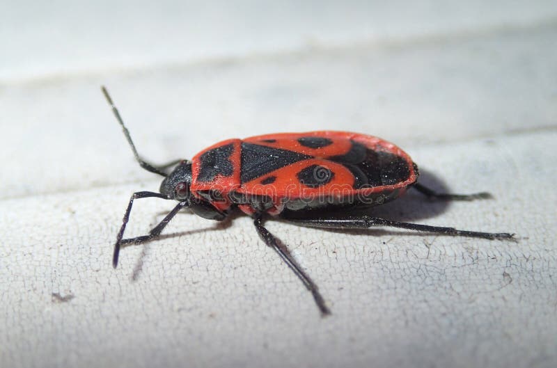 Rood insect met punten stock foto. Image of insect, geleedpotige ...
